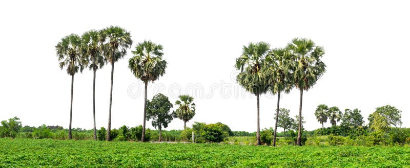Group Sugar Palm Tree White Background High Resolution Tropical Trees ...