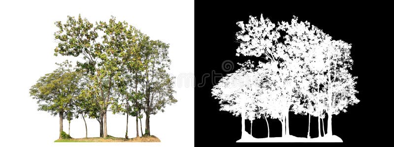 Group of Trees on White Background with Clipping Path and Alpha Channel ...