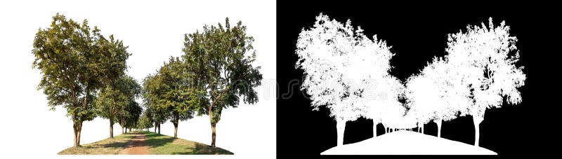 Group of Trees on White Background with Clipping Path and Alpha Channel ...