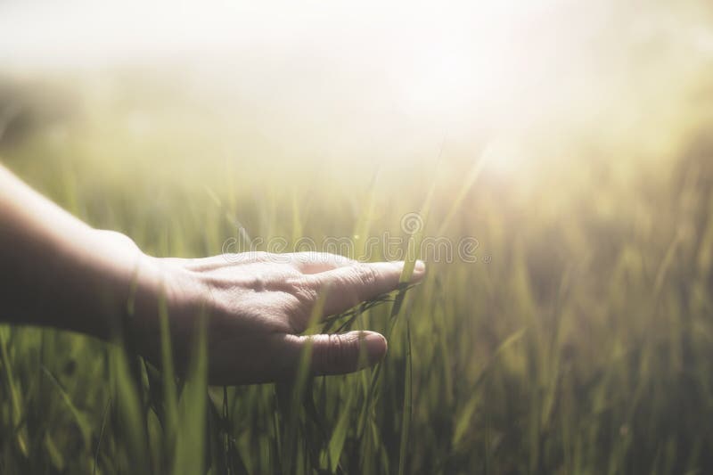 Hand Gently Touches The Fresh New Grass In A Field Stock Image Image Of Field Plants 312607539