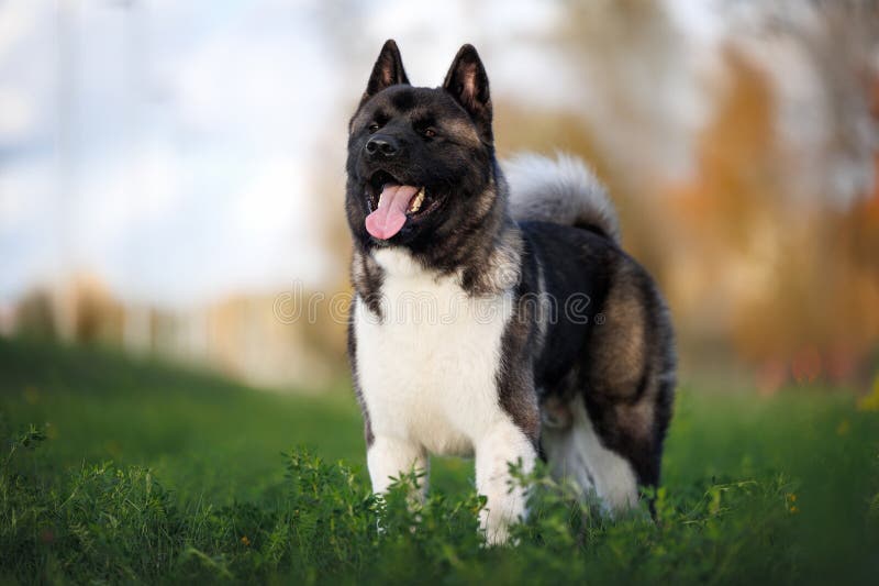 Happy Akita Dog Standing Outdoors in Autumn Stock Image - Image of ...
