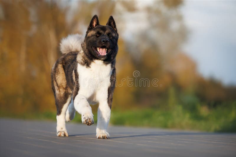 Happy American Akita Dog Running Outdoors in the Park Stock Photo ...