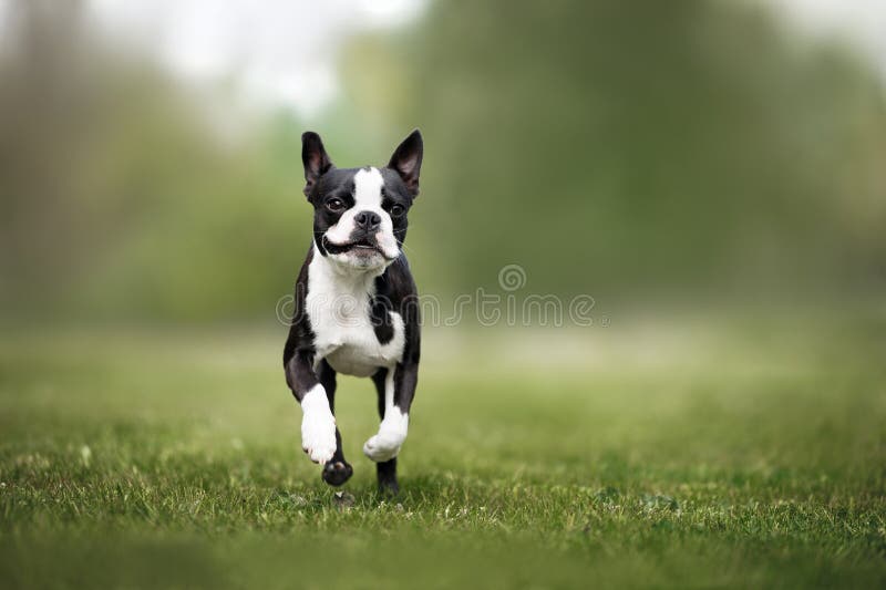 Happy Boston Terrier Dog Running on Green Grass Outdoors in Summer ...
