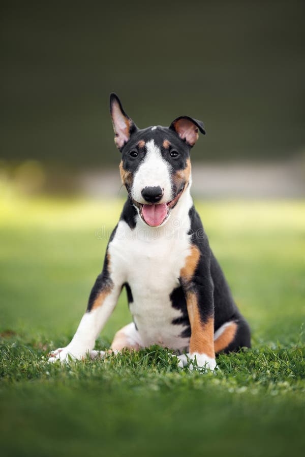 Happy Miniature Bull Terrier Puppy Sitting on Grass in Summer Stock ...