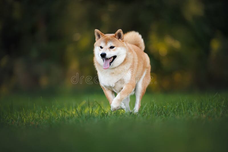 Happy Shiba Inu Dog Running on Grass in Summer Stock Photo - Image of ...