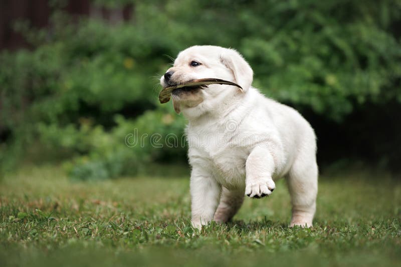 Happy Yellow Labrador Puppy Playing with Bird Wing As a Working Test ...