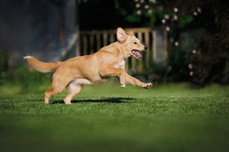 Happy Young Mixed Breed Dog Running on Grass in Summer Stock Photo ...
