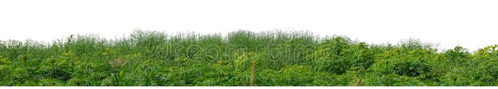 Hill with Green Isolated on White Background with Clipped Path and High ...