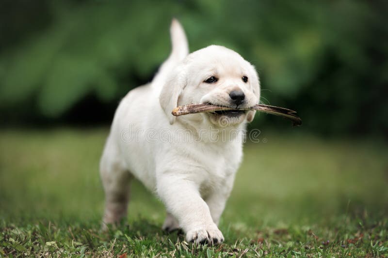 Labrador Retriever Puppy Fetching a Bird Wing As a Working Temperament ...