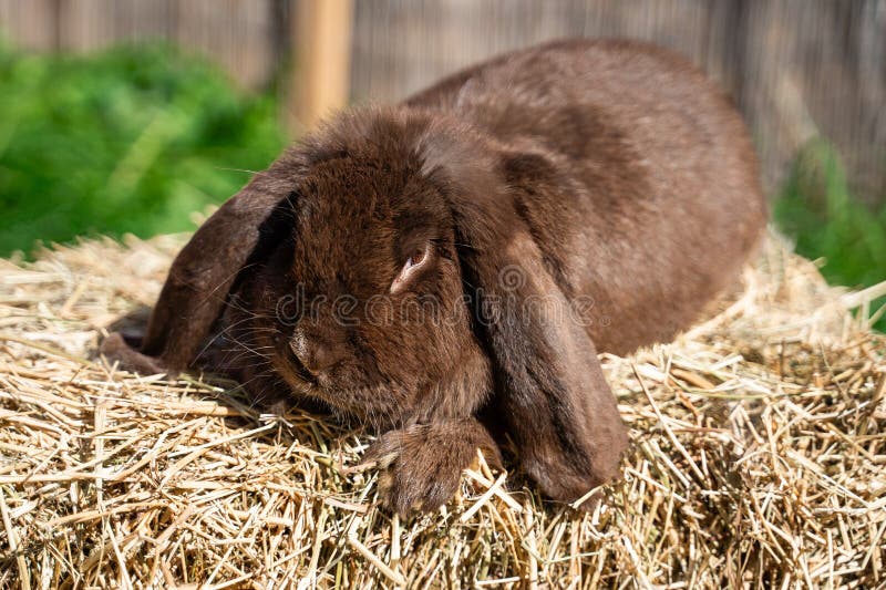 Large Sized Brown Rabbit Lop-eared Ram Sitting on Dry Grass on a Sunny ...