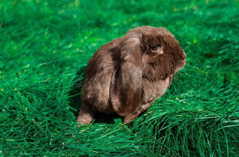 Large Sized Brown Rabbit Lop-eared Ram Sitting on Green Grass on a ...