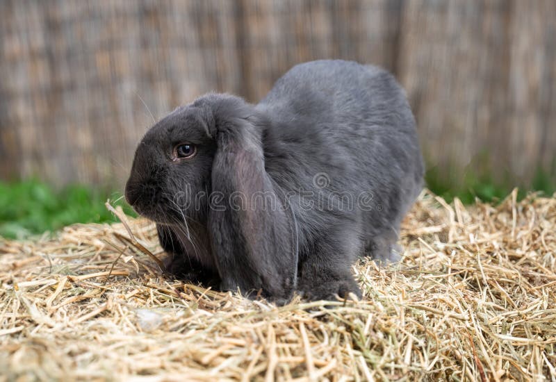 Large Sized Grey Rabbit Lop-eared Ram Sitting on Dry Grass on a Sunny ...