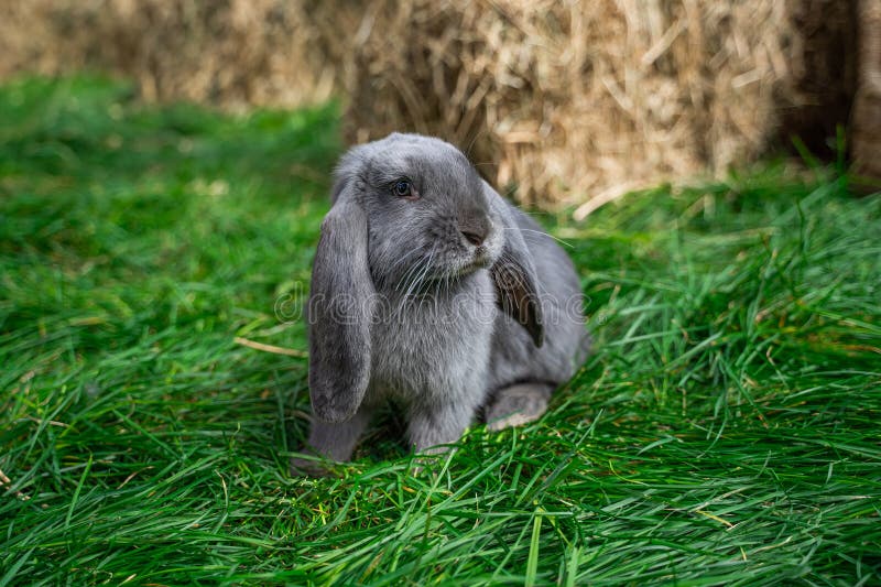Large Sized Grey Rabbit Lop-eared Ram Sitting on Green Grass on a Sunny ...