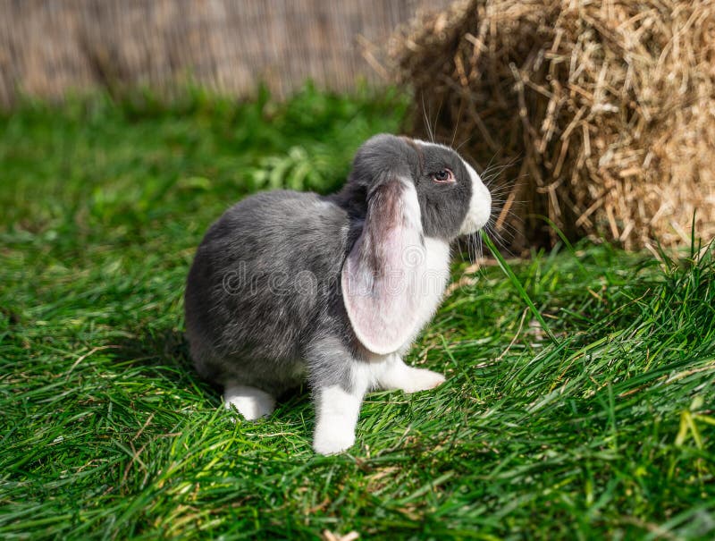 Rabbit lop-eared sheep stock image. Image of cute, beauty - 34107929