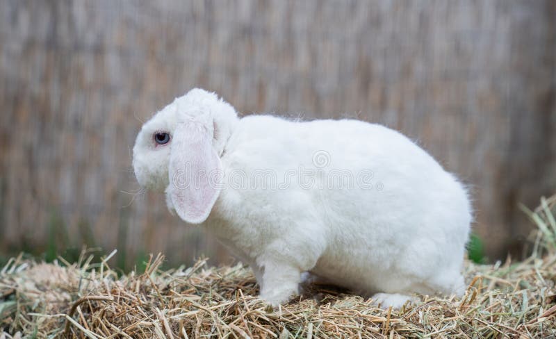 Lop-eared Ram White Rabbit - Medium Sized Rabbit Sits on Dry Grass ...