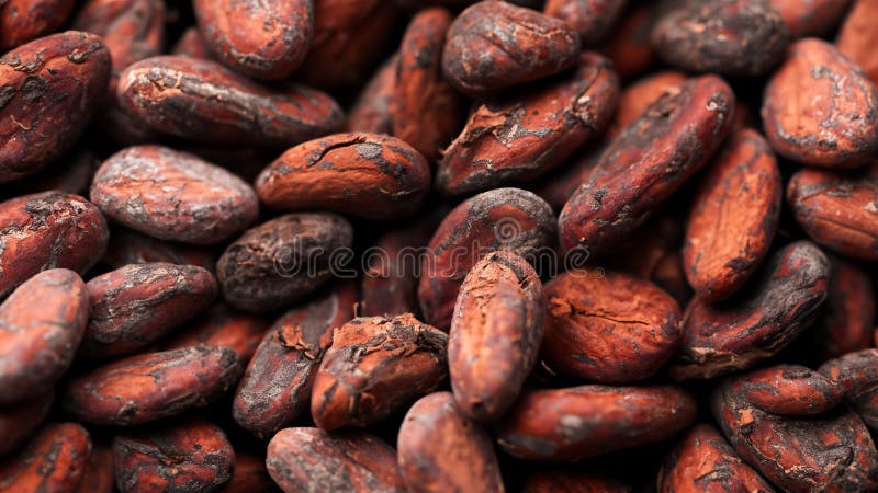Macro Shot of Raw Cocoa Beans Showing Detailed Textures and Natural ...