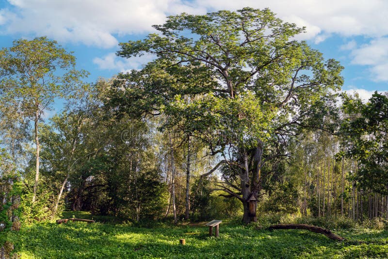 A Massive Tree Stands Tall Amidst Vibrant Greenery Under a Clear Blue ...