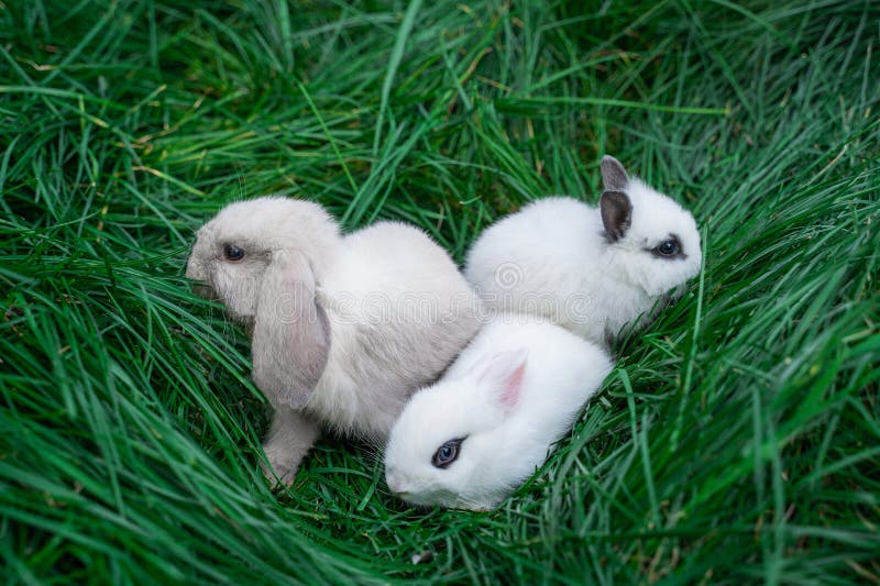 Mini Rabbits - Dutch Ram and Hotot Sit on a Green Grass Stock Photo ...