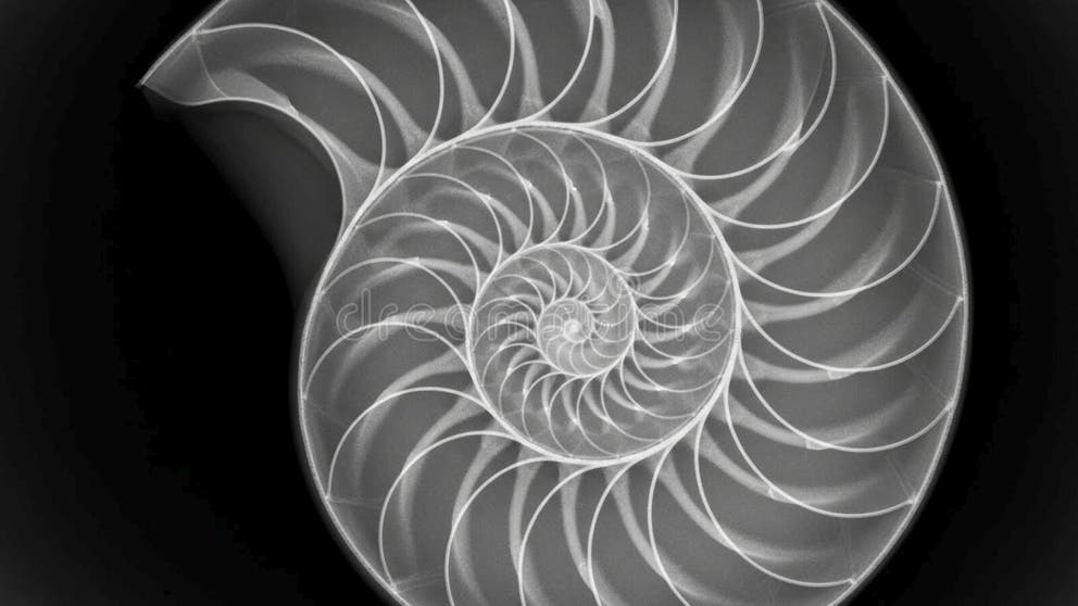 Distinct Logarithmic Spiral Pattern Stock Illustrations – 19 Distinct ...