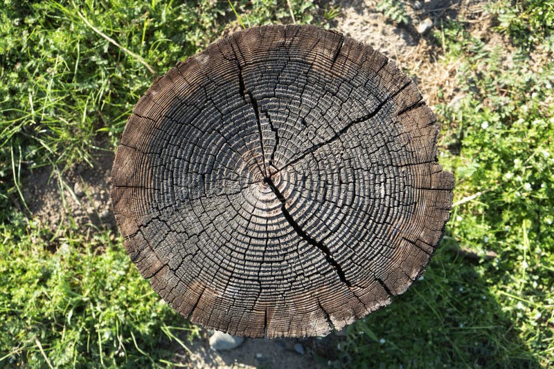 Overhead View of Stump Showing Tree Rings with Grass Background Stock ...