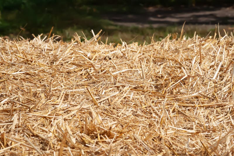Hay Texture Close Up Pile Golden Yellow Straw Background Tightly Bound ...