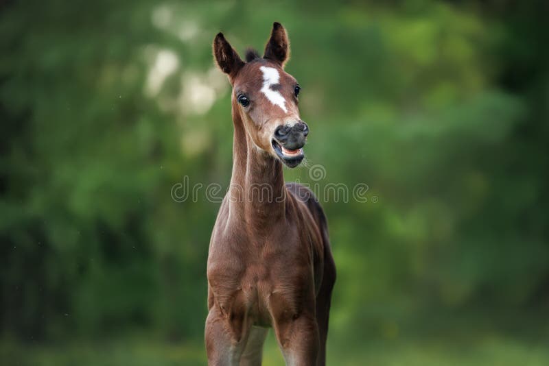 A Portrait of a Baby Foal Clacking Teeth Stock Photo - Image of teeth ...