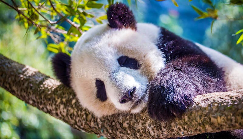 Portrait of a Cute Panda Sleeping on a Tree Branch in the Forest with ...