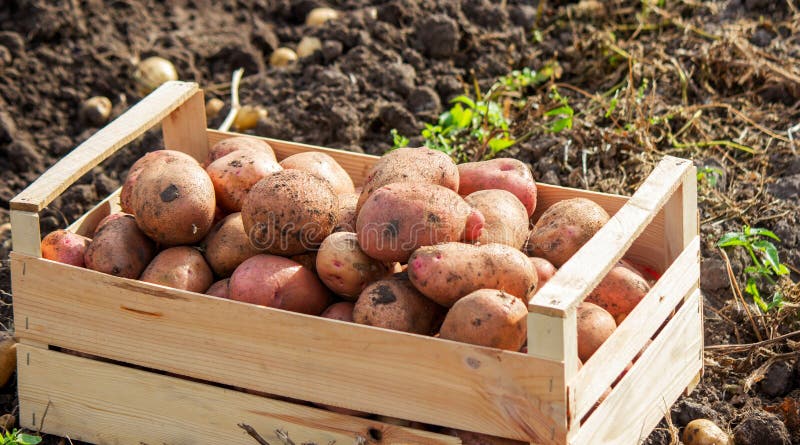 Potato Harvest, Potatoes in a Wooden Box. Stock Image - Image of ...