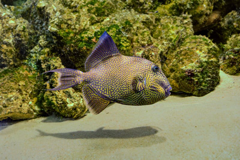 Swimming Grace Yellowspot Triggerfish Pseudobalistes Fuscus in Its ...