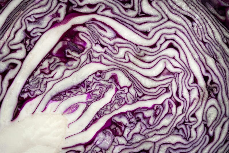 261 Purple Cabbage Cross Section Texture Stock Photos - Free & Royalty ...
