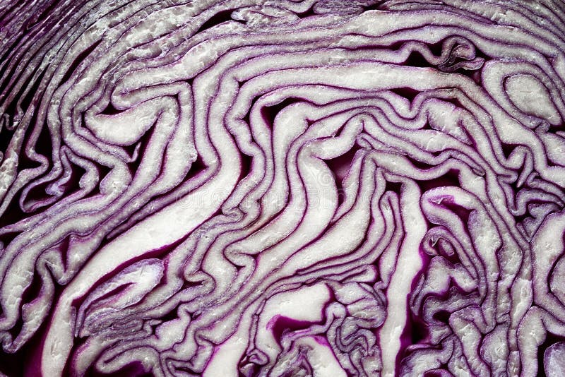 Purple Cabbage Full Frame Cut Macro Texture Stock Photos - Free ...