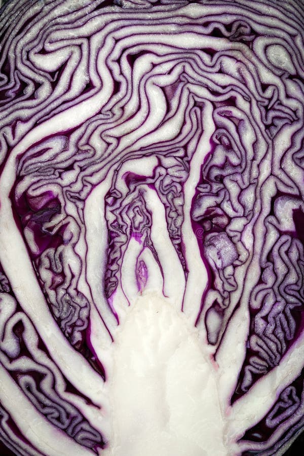 Purple Cabbage. Cabbage in Section. Cabbage Texture Stock Photo - Image ...