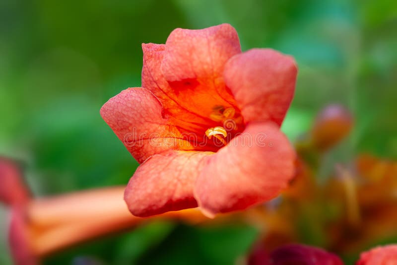 Red-orange Campsis Flower. Curly Garden Flower Close-up Stock Photo ...