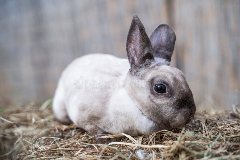 Rex Siamese Medium Rabbit Sits on a Hay before Easter Stock Image ...