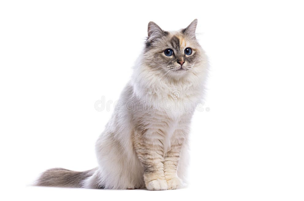Adorable Birman Cat Sitting, Isolated on a White Background, Showcasing ...