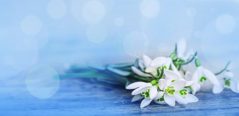 Bunch Snowdrops Close Up in Detail Stock Image - Image of growth, macro ...