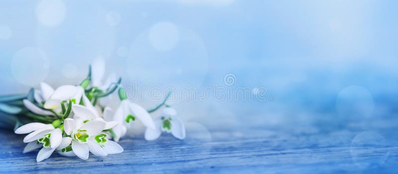 Bunch Snowdrops Close Up in Detail Stock Image - Image of color, fresh ...