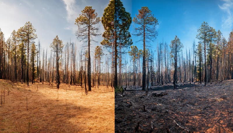 A Striking Visual Split of a Forest Showcasing the Aftermath of a ...