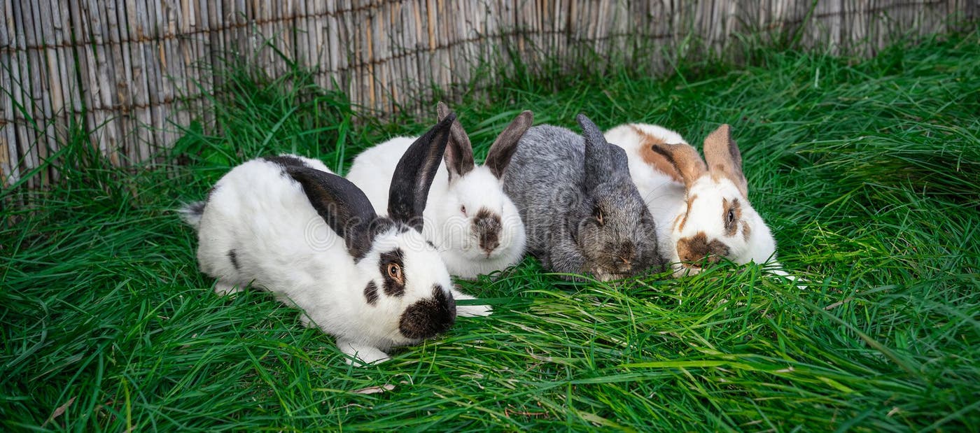 173 Siamese Rabbit Stock Photos - Free & Royalty-Free Stock Photos from ...