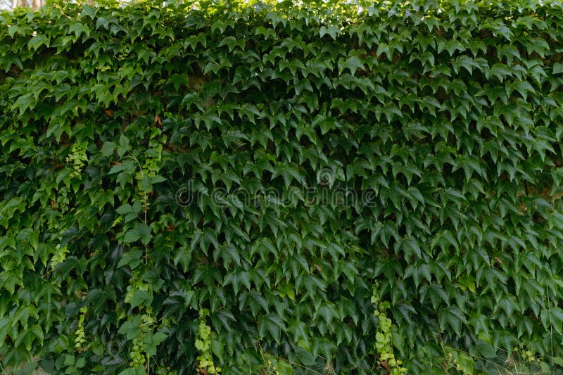 Thick Green Ivy Leaves Background. Green Hedge Texture. Stock Image ...