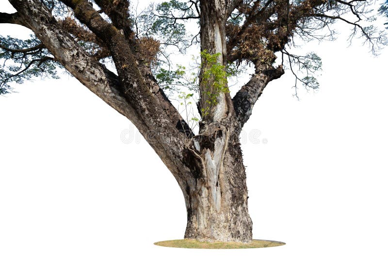 Tree Base, Tree Trunk Isolated on White Stock Photo - Image of leafy ...