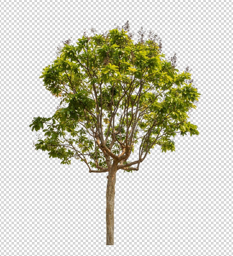 Tree on Transparent Picture Background with Clipping Path, Single Tree ...