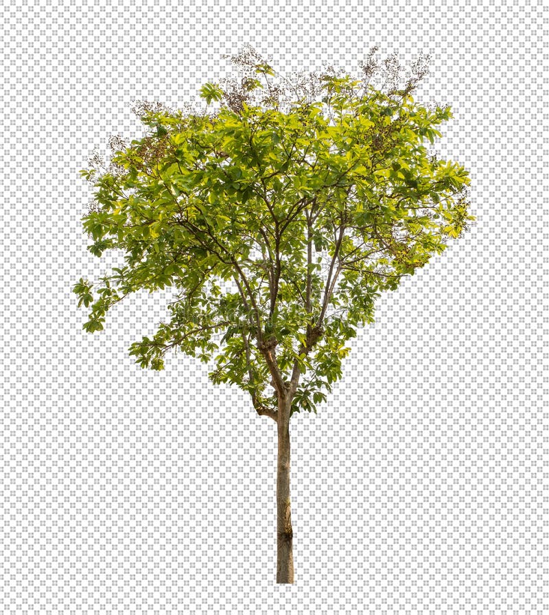 Tree on Transparent Picture Background with Clipping Path, Single Tree ...