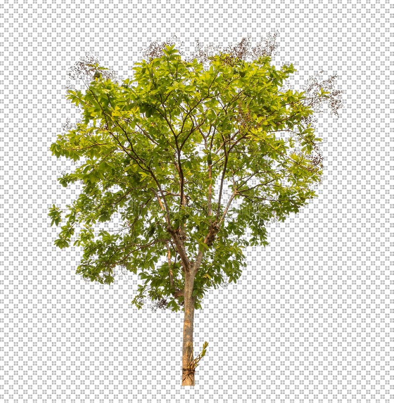 Tree on Transparent Picture Background with Clipping Path, Single Tree ...