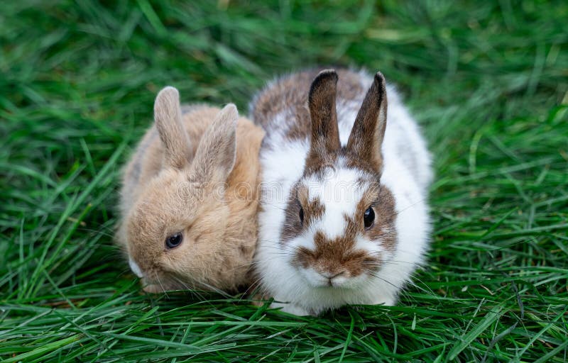 Two Dwarf Fox and White with Brown Spots Colored Rabbits Sit on a Green ...