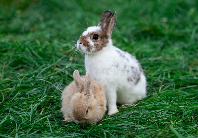 Two Dwarf Fox and White with Brown Spots Colored Rabbits Sit on a Green ...