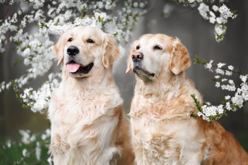 Two Golden Retriever Dogs Posing Under a Blooming Cherry Plum Tree ...