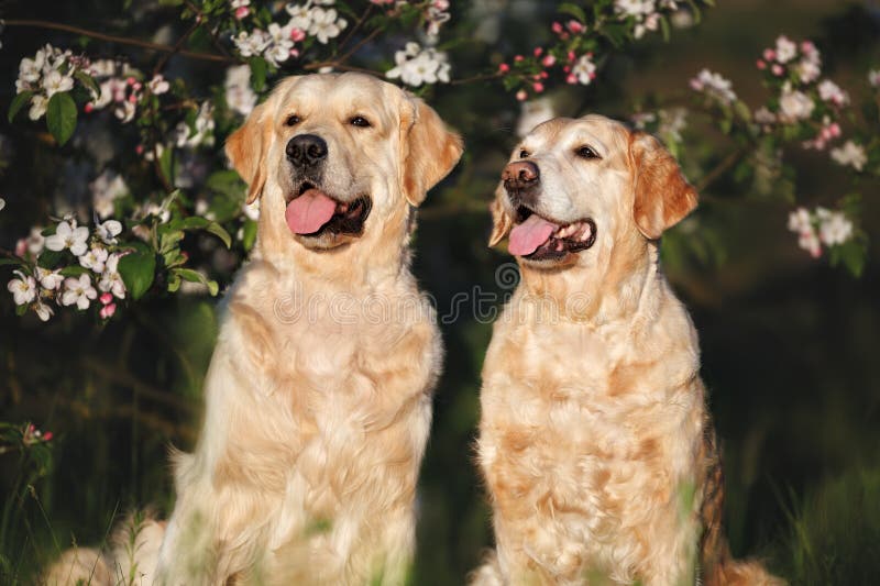 Two Happy Golden Retriever Dogs Posing with Blooming Apple Tree Stock ...