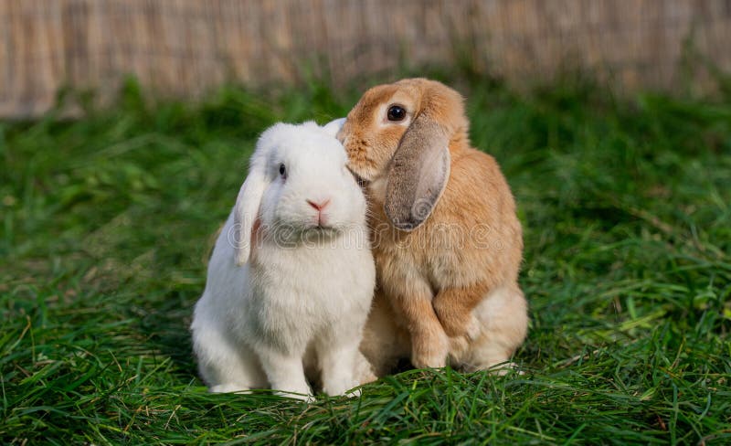 Two Medium-sized Lop-eared White and Red Rabbit Ram Sit on Green Grass ...