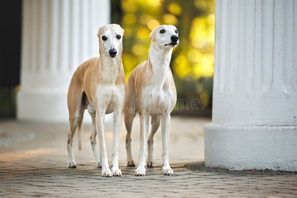 Two Whippet Dogs Standing in the Park in Front of White Columns in Soft ...